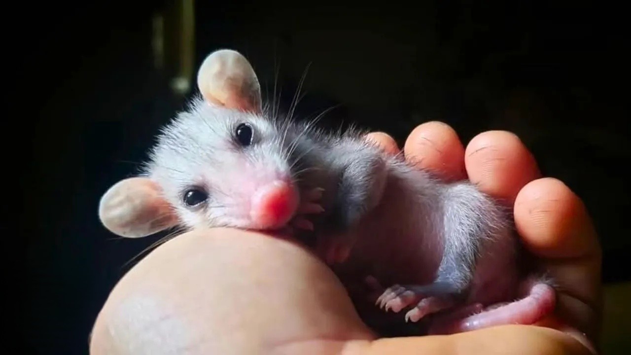 He saved the tiniest opossum - and gained a best friend