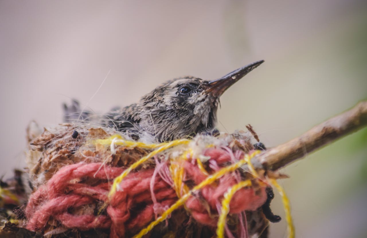 8 baby hummingbird facts that reveal a hidden survival problem in early ...
