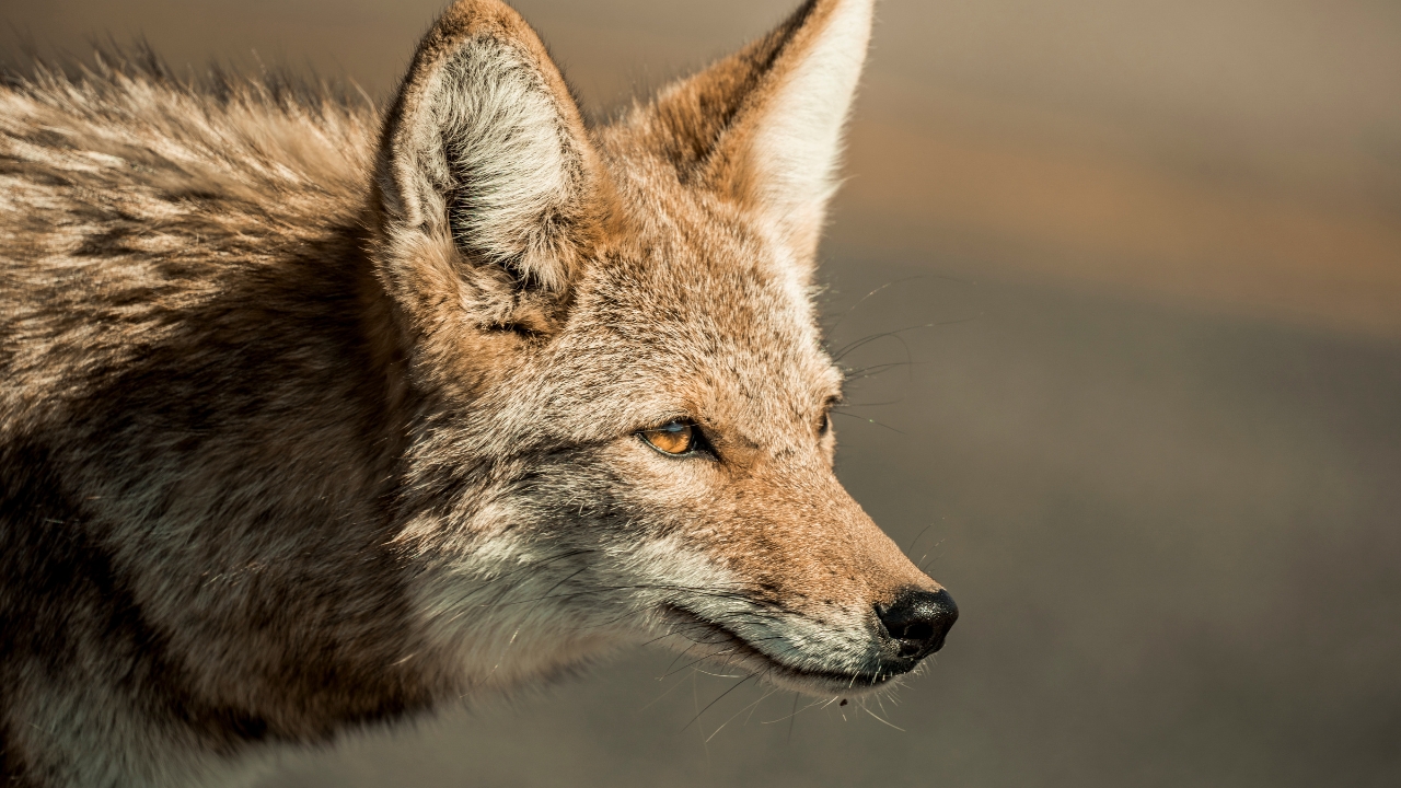 If you hear coyotes close at night, this is the mistake to avoid