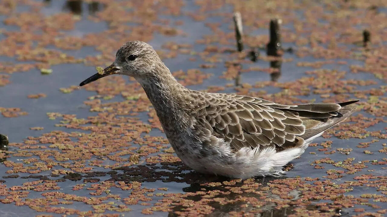 7 stunning colour-changing birds found around the world