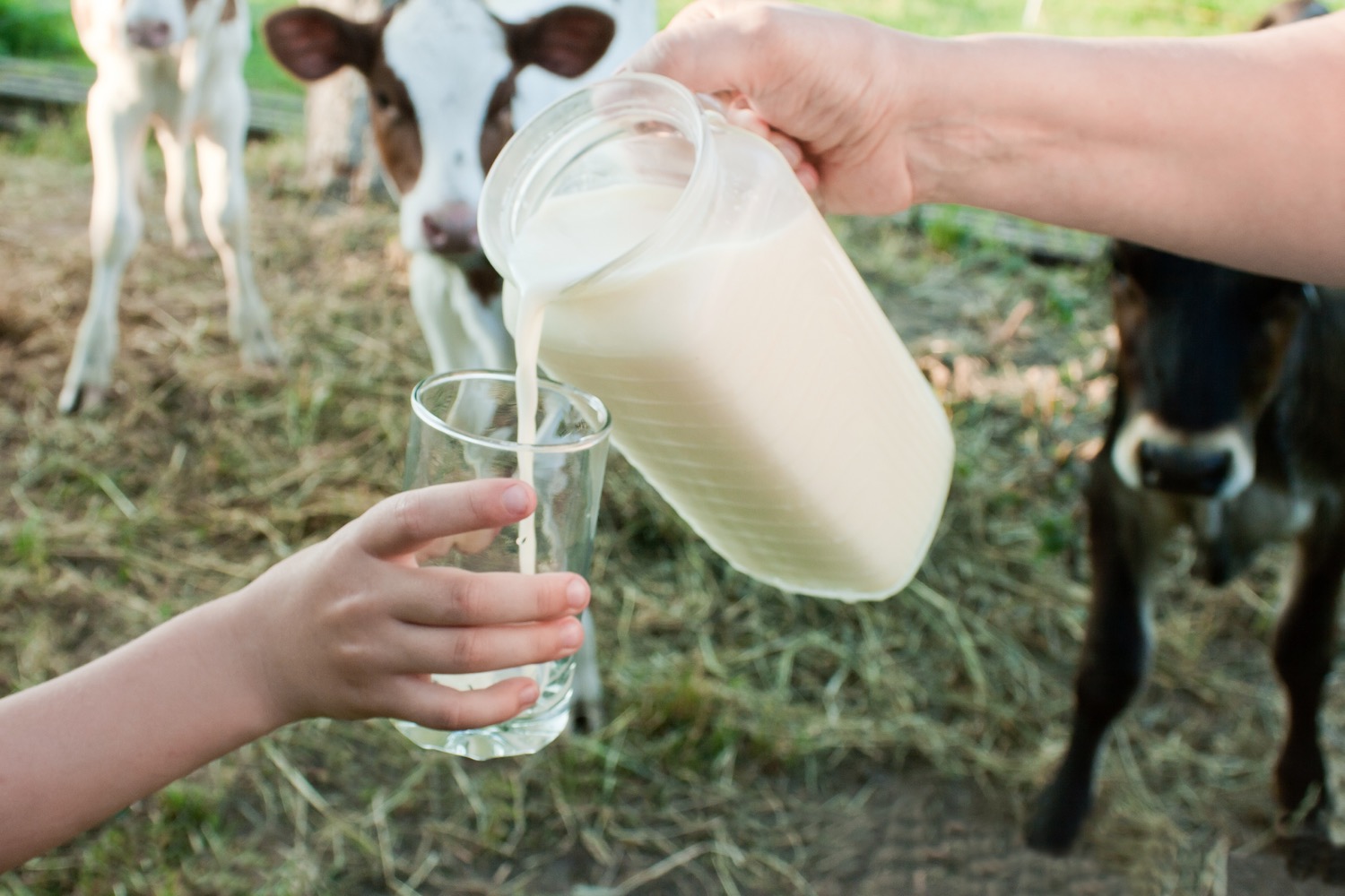 RFK, Jr. says depriving children of whole milk constitutes a form of ...