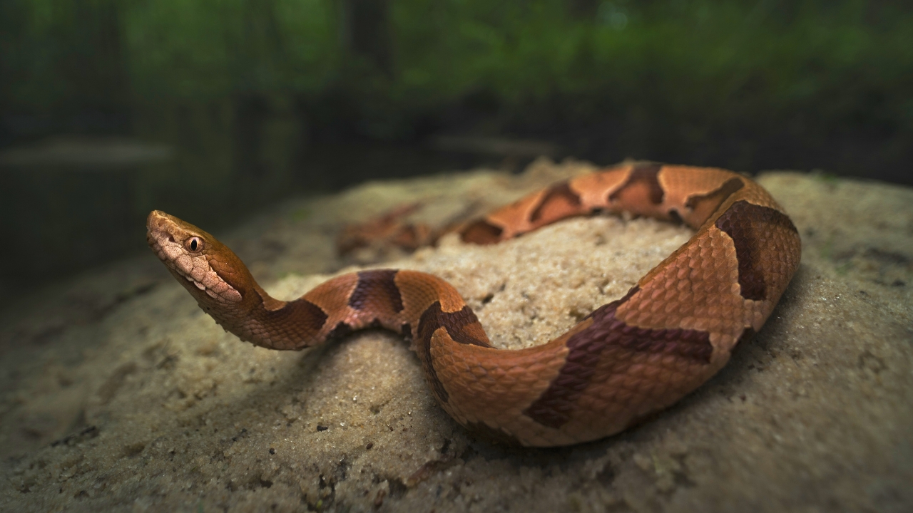 15 US states where copperheads are common but most people never notice