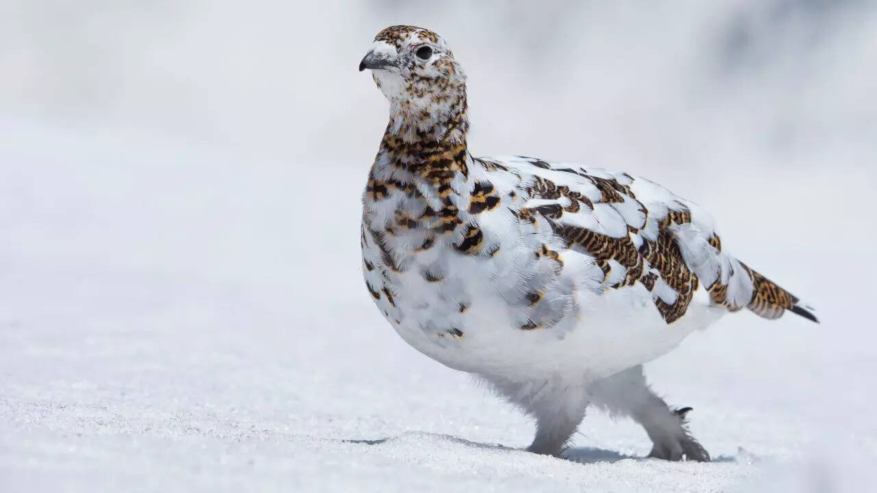 7 stunning colour-changing birds found around the world