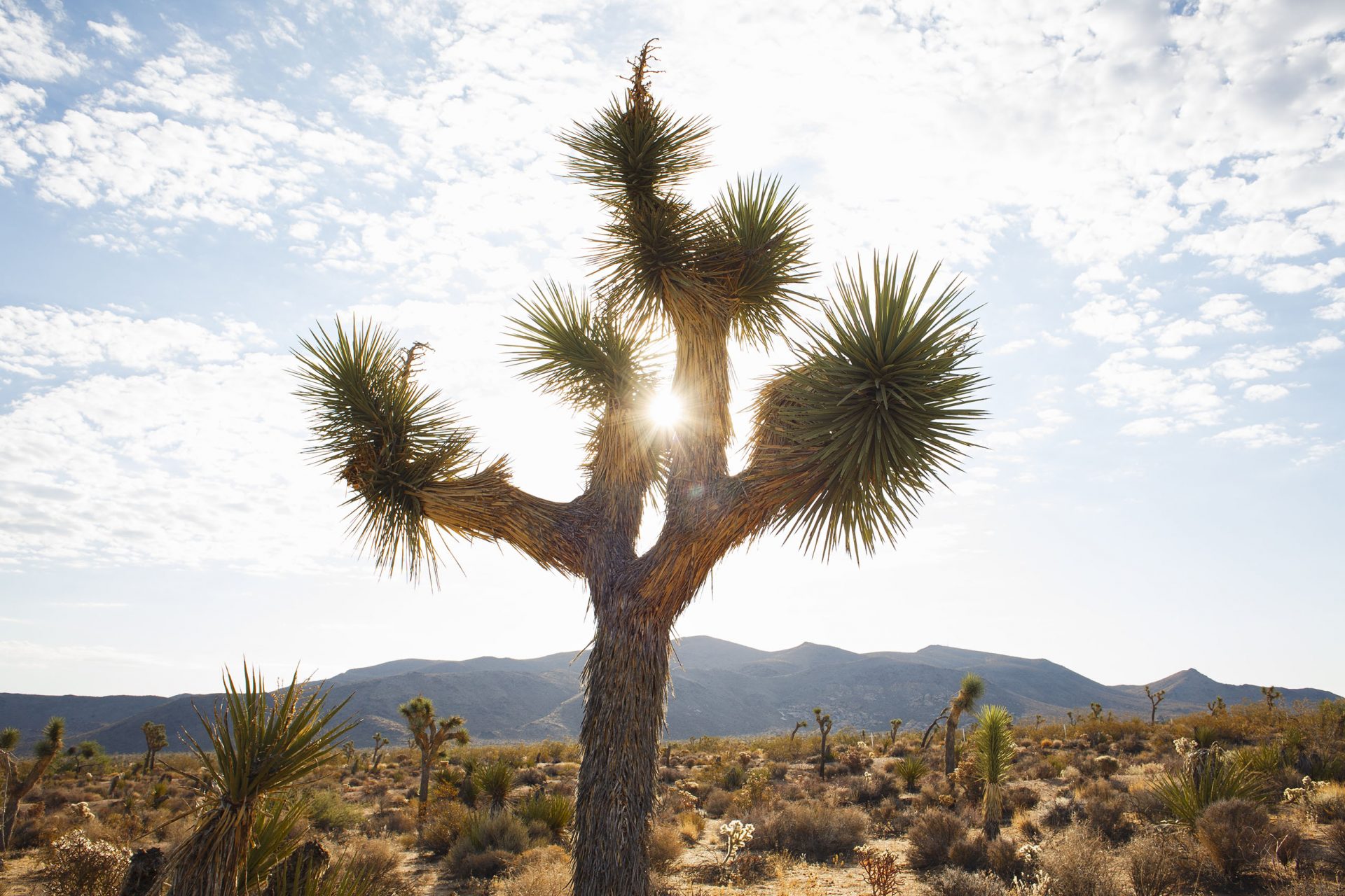 The iconic Joshua trees could face extinction due to climate change