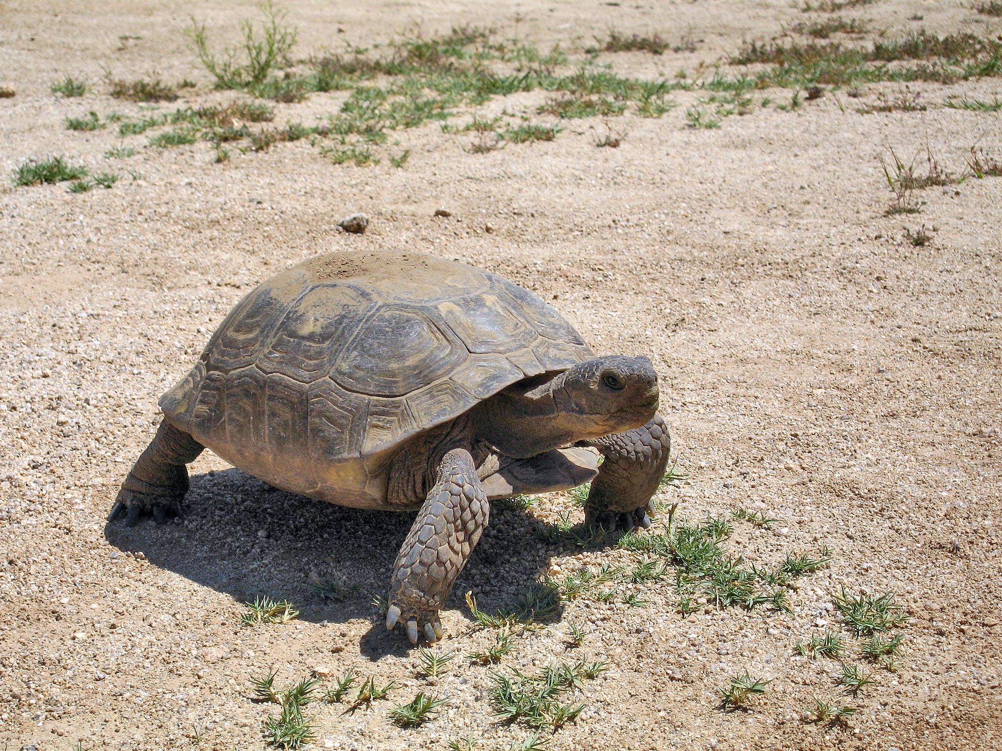 Federal judge rules to protect desert tortoises from off-road vehicle ...