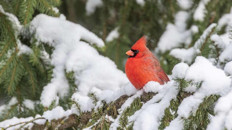 Attract more cardinals this winter with these tasty fruit treats