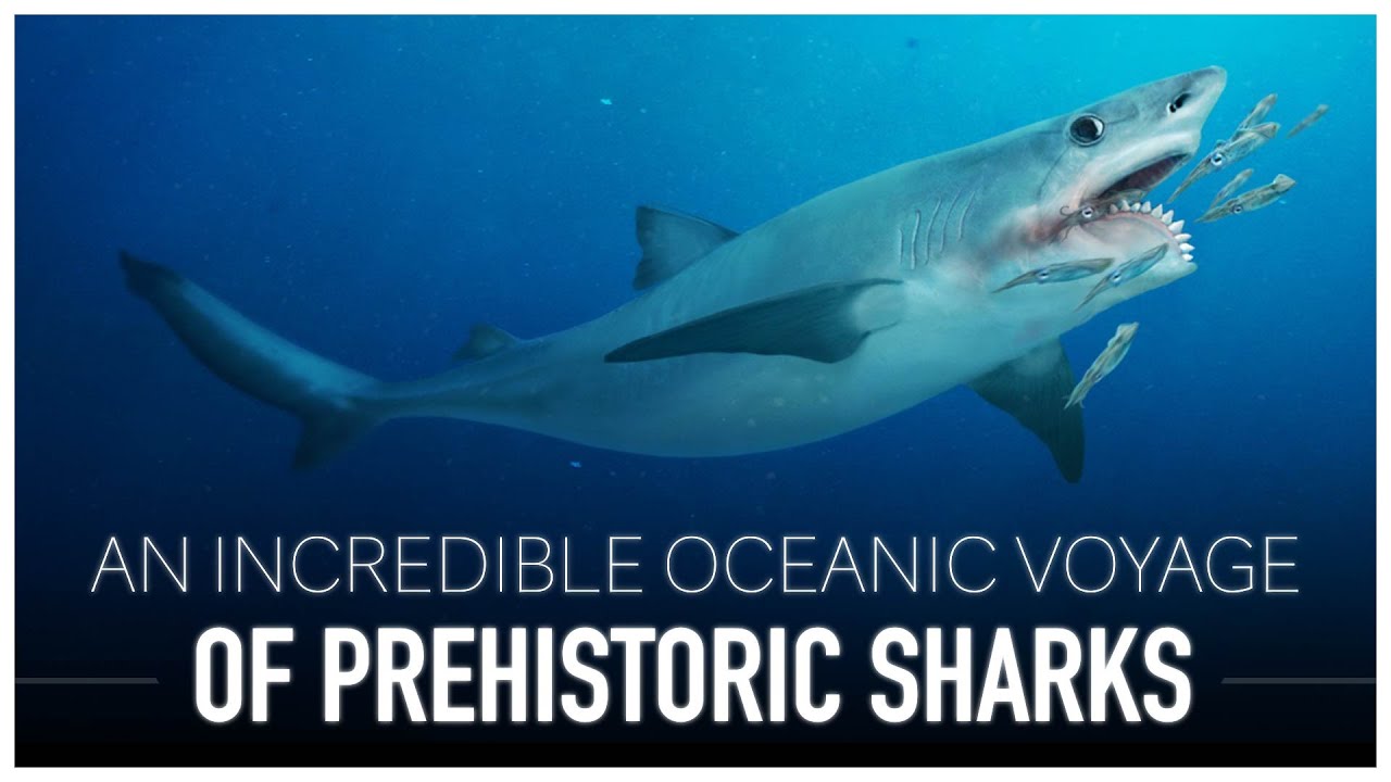 Prehistoric sharks: 400 million years of evolution