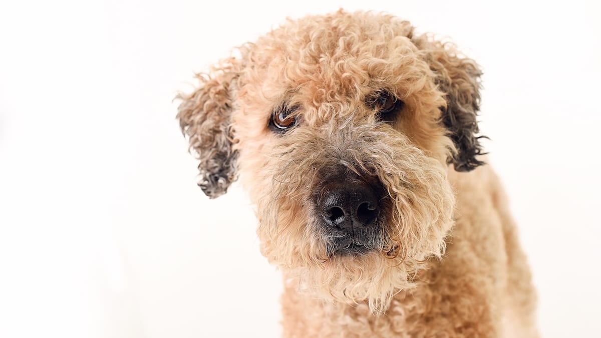 Designer Dog - Whoodle – süßer Teddyhund oder riskanter Trend?