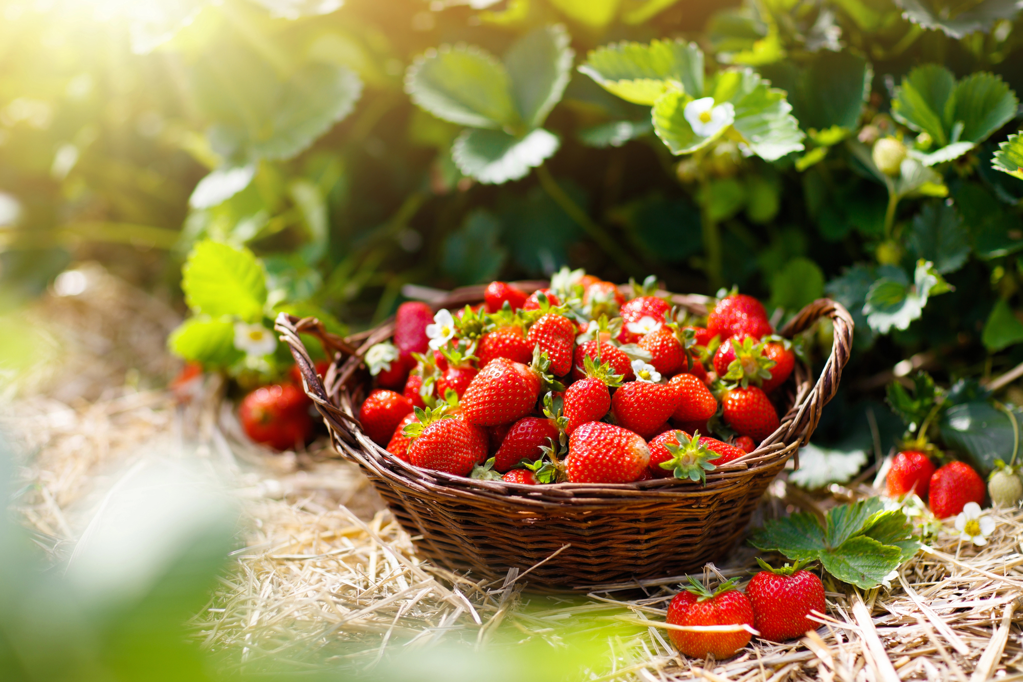 20 foods that looked completely different 100 years ago