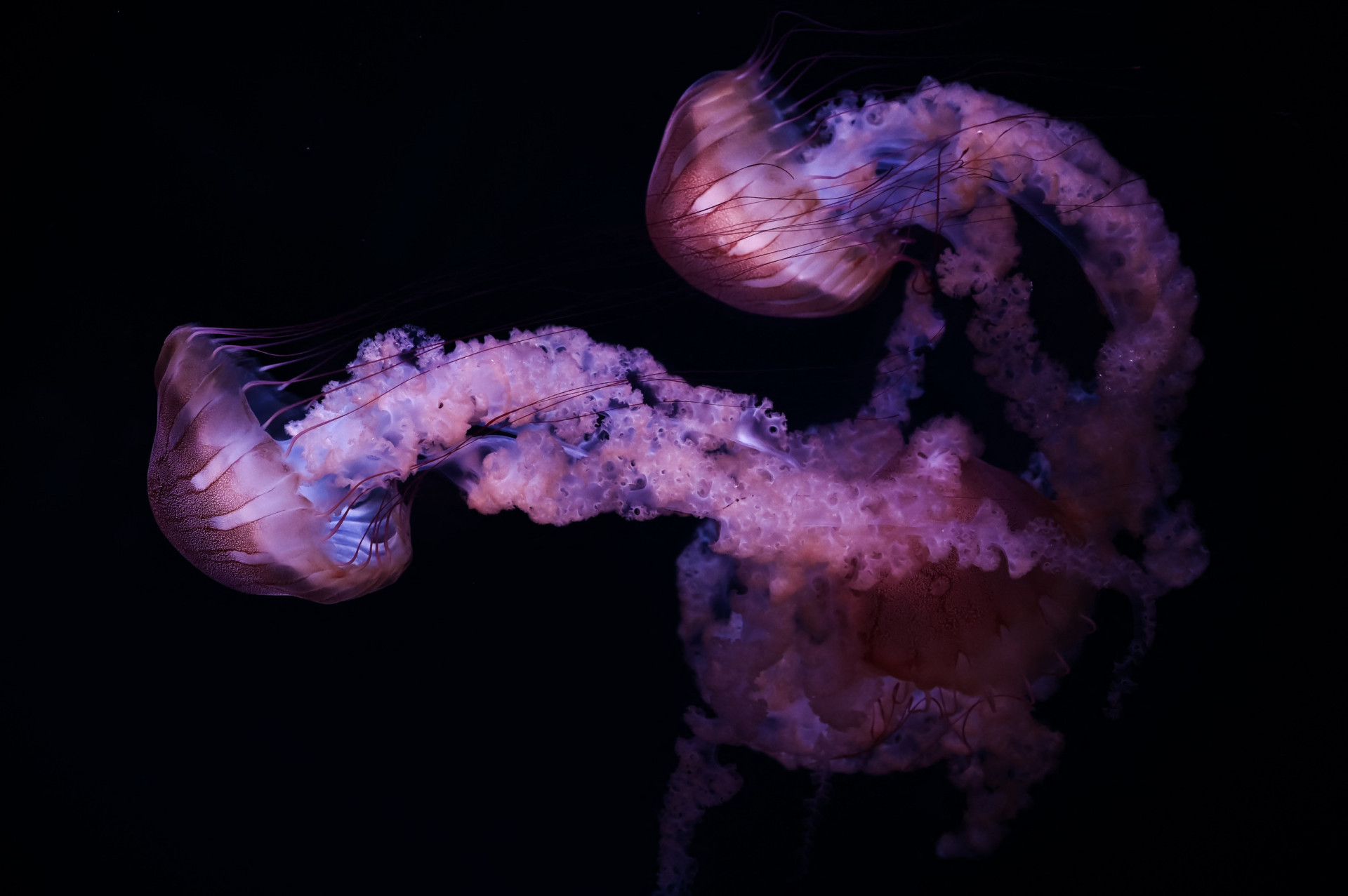 Mesmerizing jellyfish that look like they're from outer space
