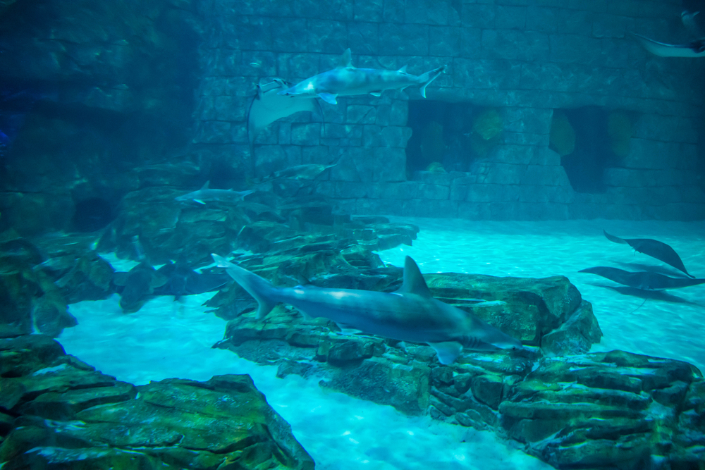 20 underwater attractions around the world you need to dive into