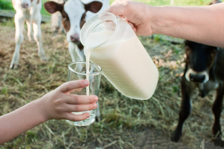 RFK, Jr. says depriving children of whole milk constitutes a form of ...