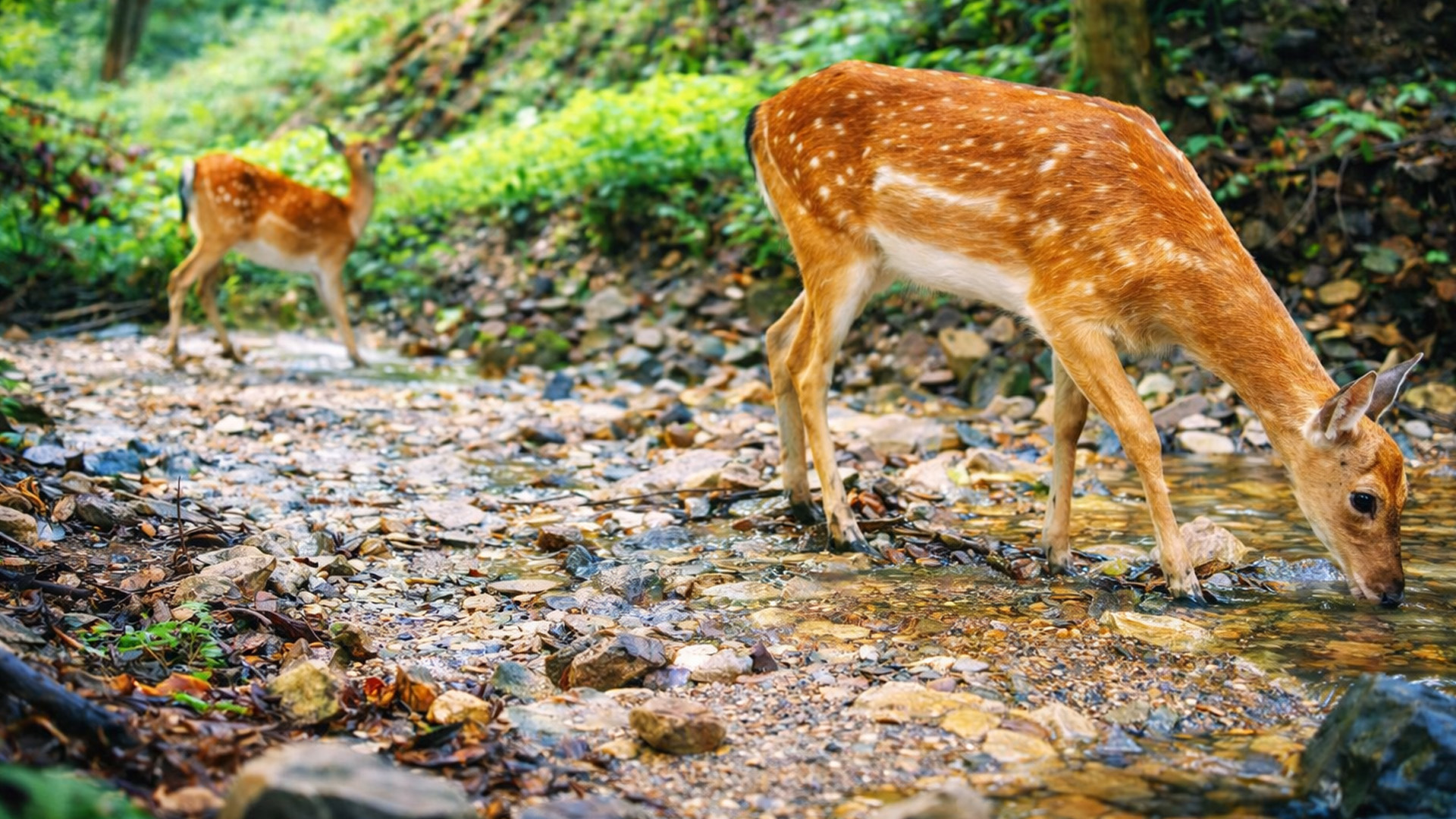 Una settimana di momenti nascosti della fauna selvatica