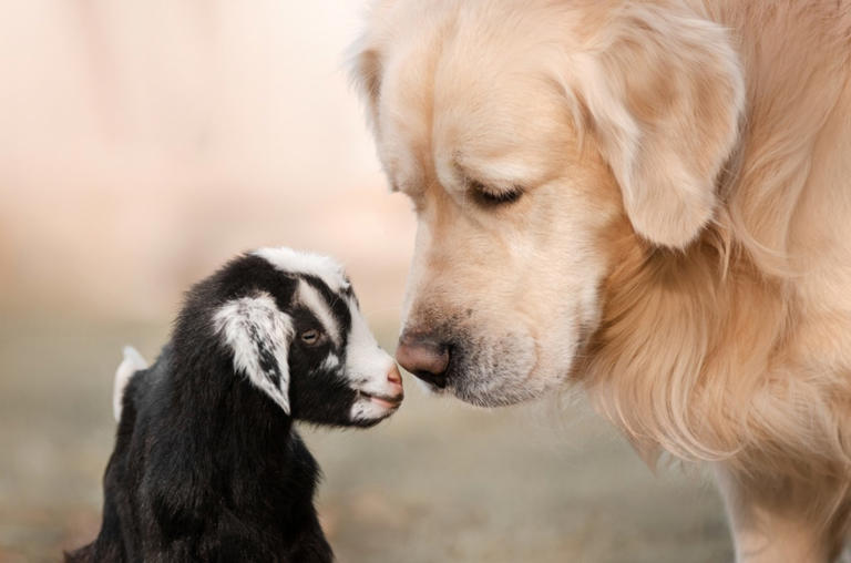 Anatolian shepherd lets tiny bottle baby goat nap on his back in ...