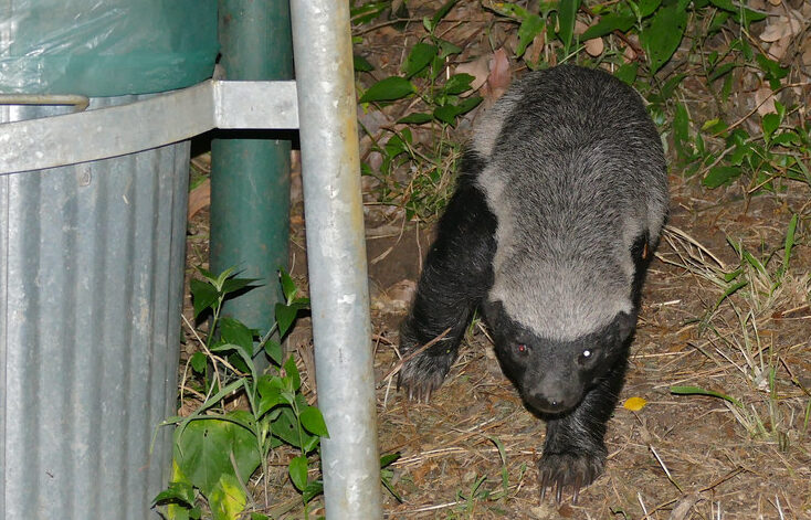 15 creepiest animals that come out only at night