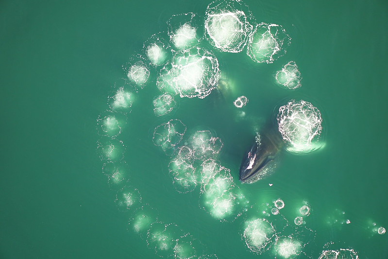 20 unusual animal behaviors that make scientists wonder