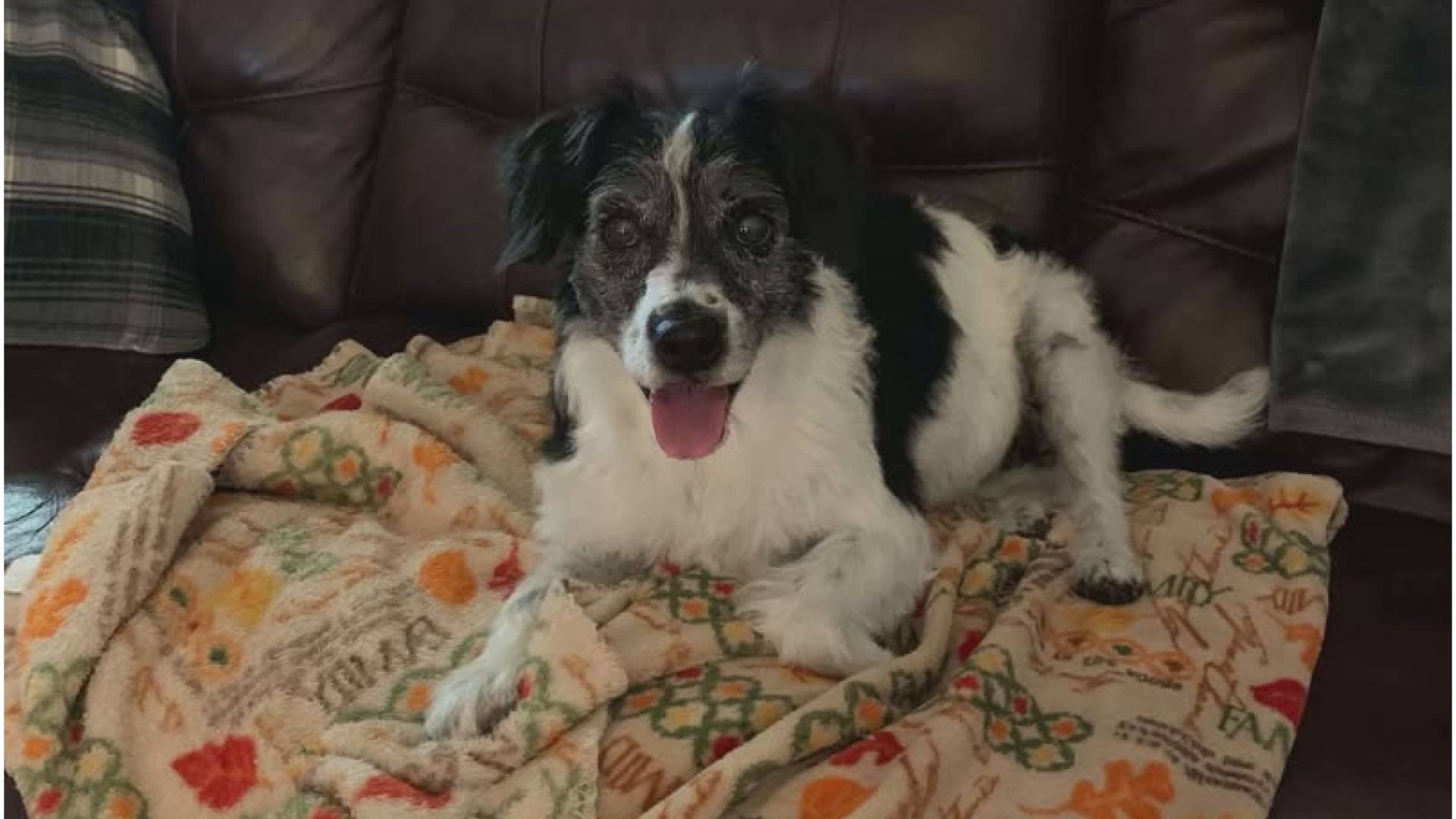 Leigh’s lost and found: Senior dog now missing for almost two months