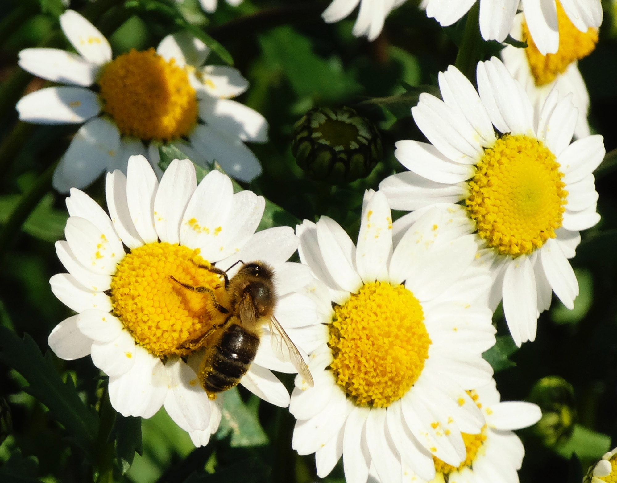 20 unusual animal behaviors that make scientists wonder