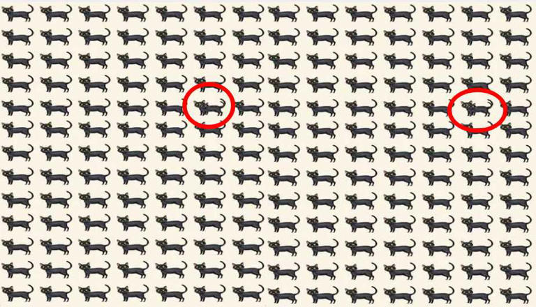Visual skill challenge: Find two different cats in 23 seconds!