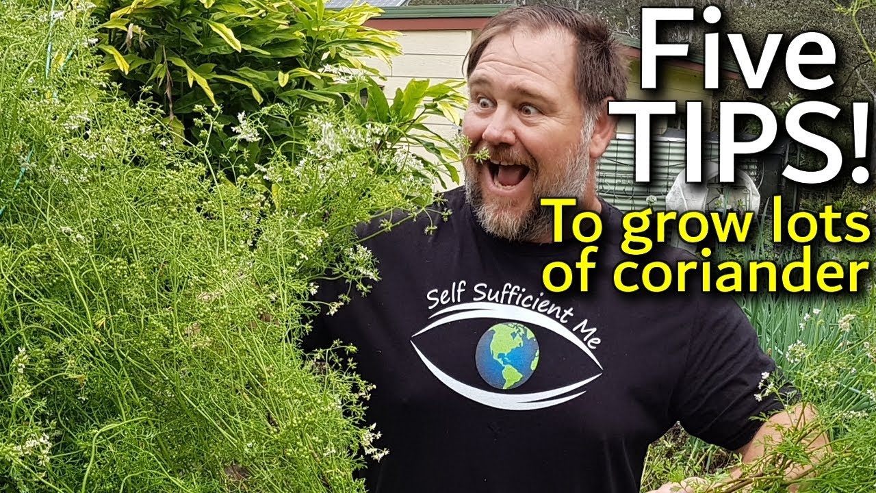 5 essential tips for growing abundant coriander in raised beds!