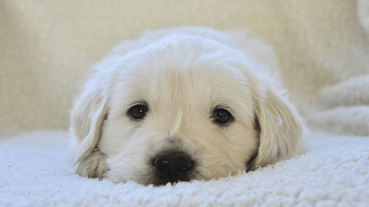 The 20 most affectionate dog breeds in the world, according to the ...