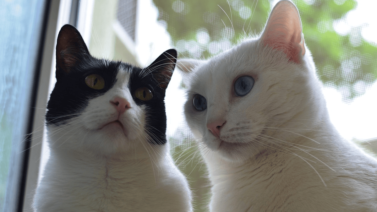 5 smells your cat hates that you use every day