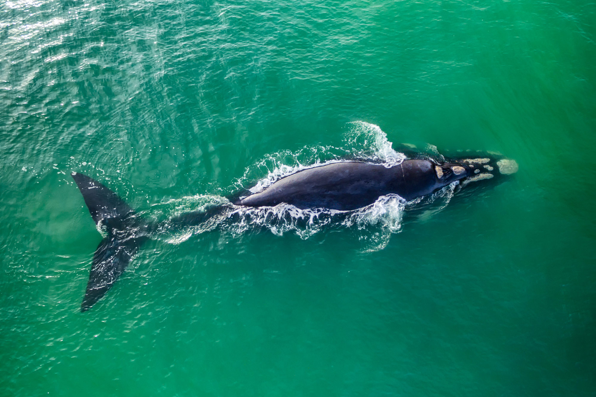 Viking Yachts fights whale speed limits