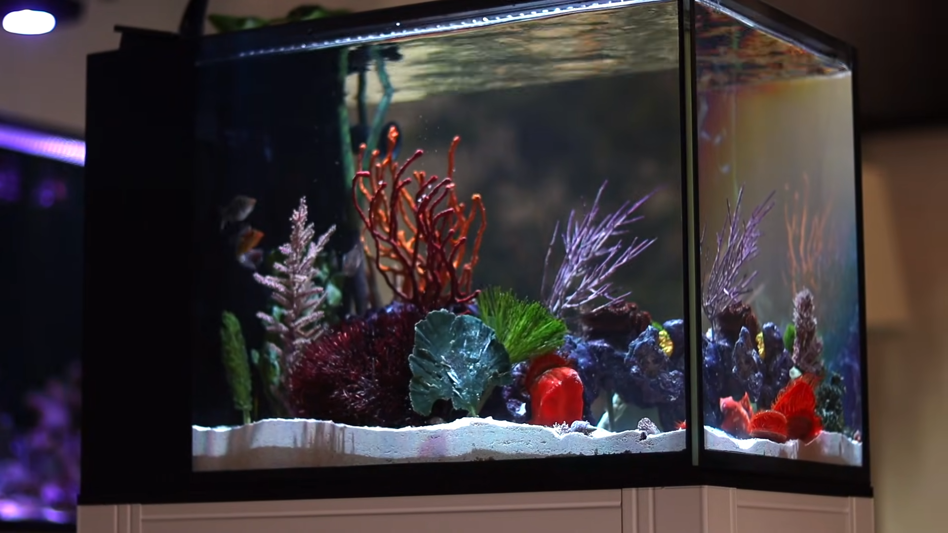 You Won’t Believe How Much This Coral Aqaurium Costs
