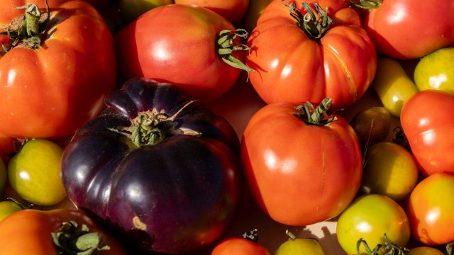 Genetically modified purple tomatoes are set to hit grocery stores for ...