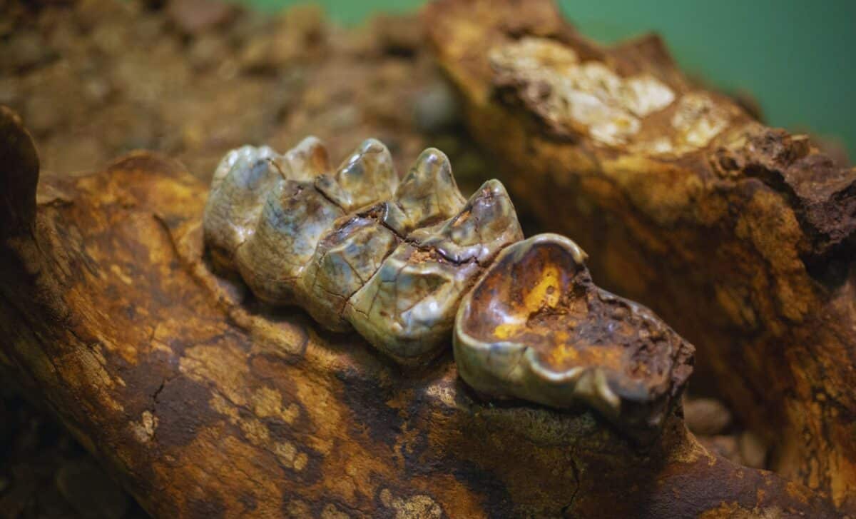 This mysterious jawbone found in Taiwan waters isn’t human or ...