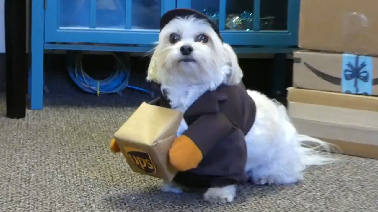 Dog gives enthusiastic greeting to mail carrier