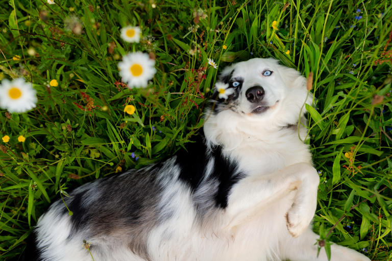 170+ flower names for dogs, from cute to classic