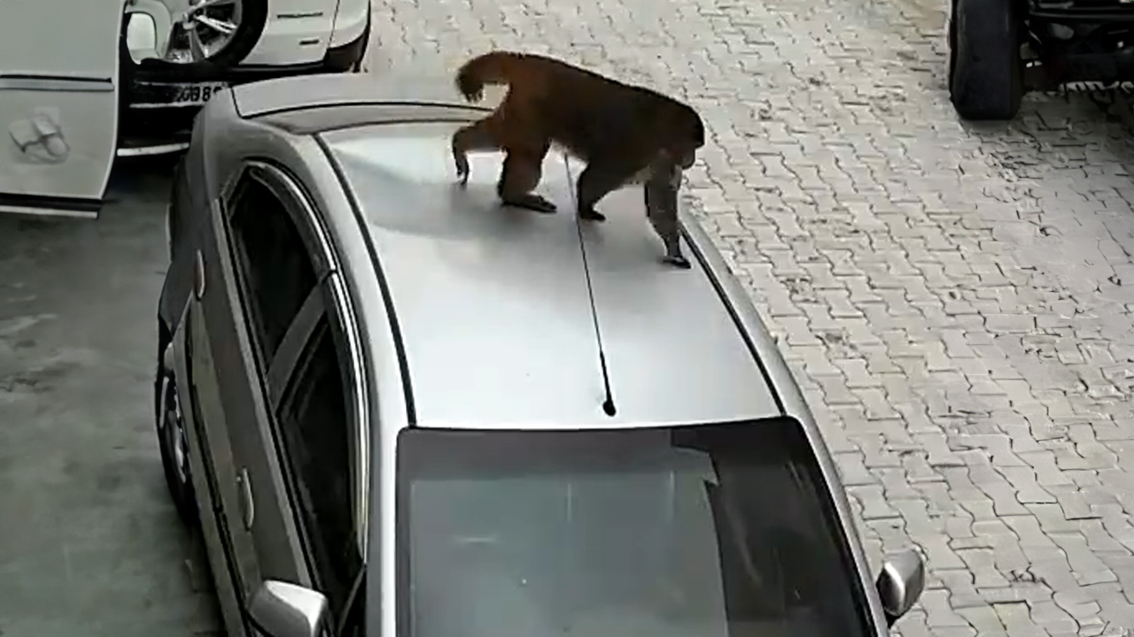 Monkey turns a car into an impromptu trampoline