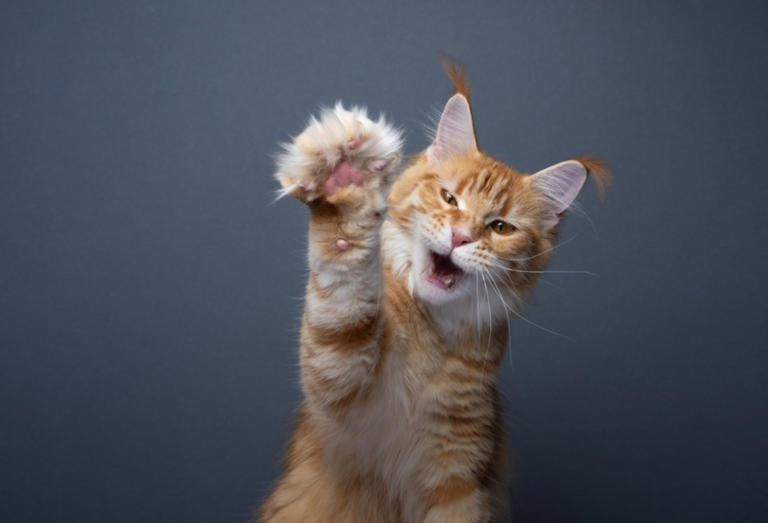 Watch Maine coon's hilarious 6 AM wake-up call to her dog brothers