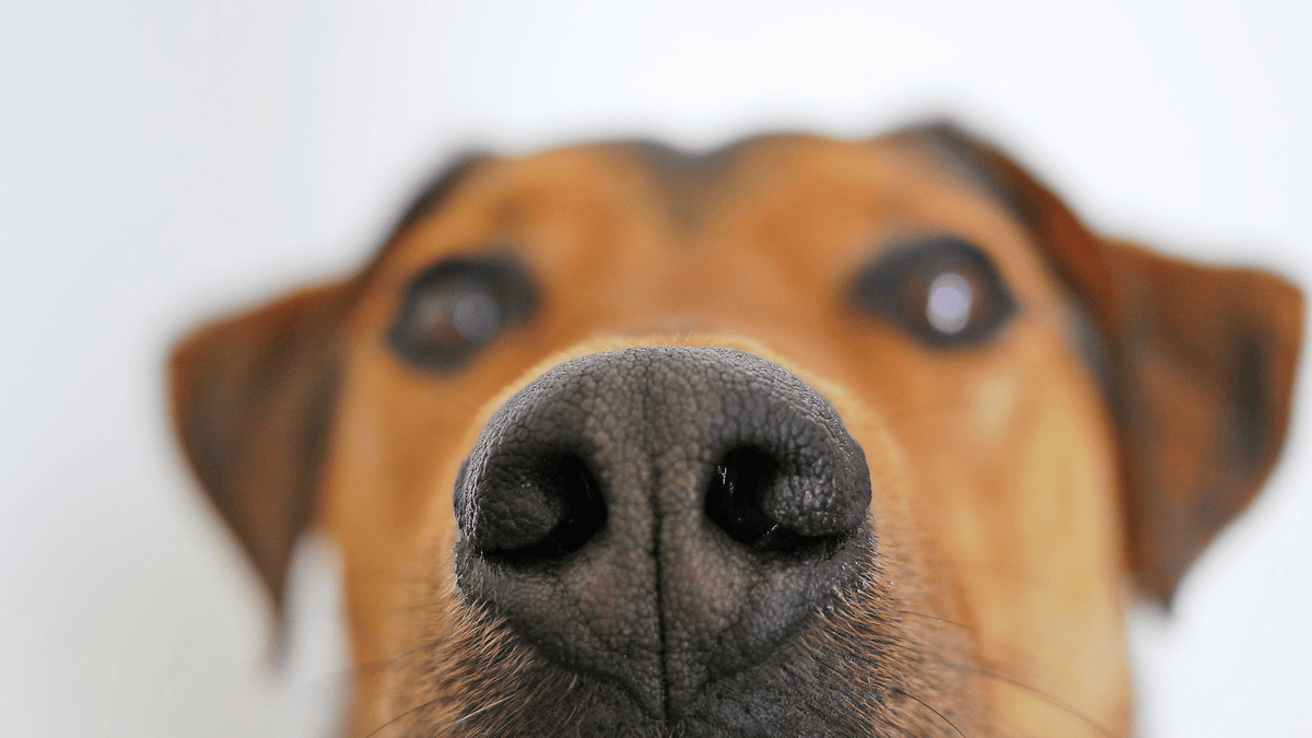 This is what dogs never forget about their owners (even after death)