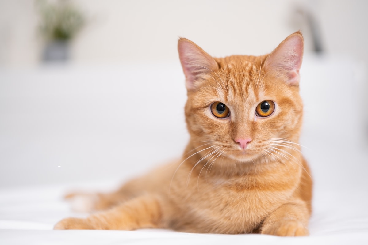 Watch this orange cat's hilarious attempts to keep his dad home from work