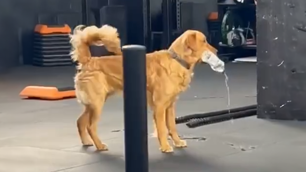 Golden retriever lends a paw at the gym