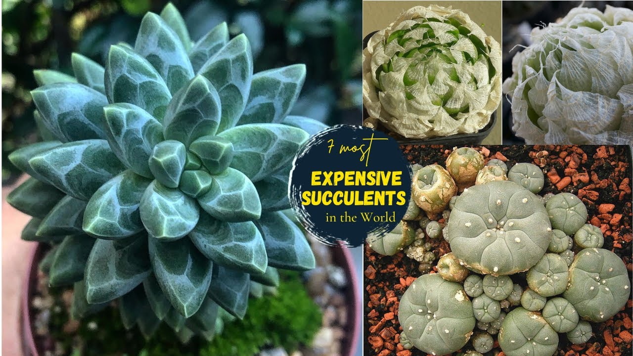 You will not believe how valuable these succulent plants are