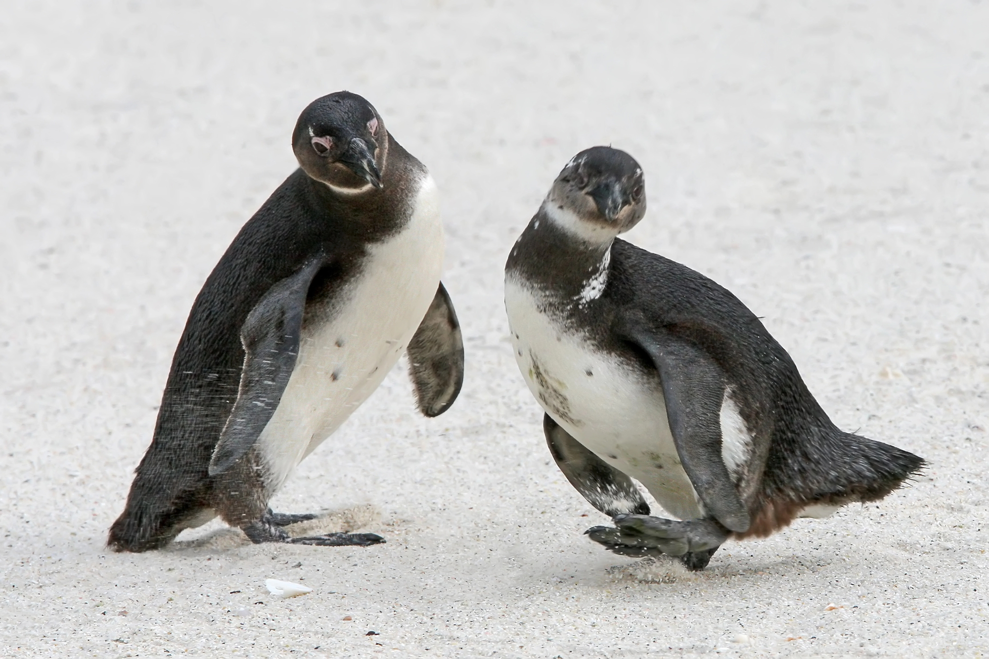20 unusual animal behaviors that make scientists wonder