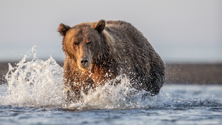 Safety tips to know before your next bear watching adventure