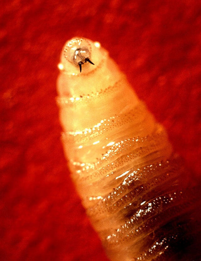 Once-eradicated flesh-eating parasite confirmed in US. Here's where