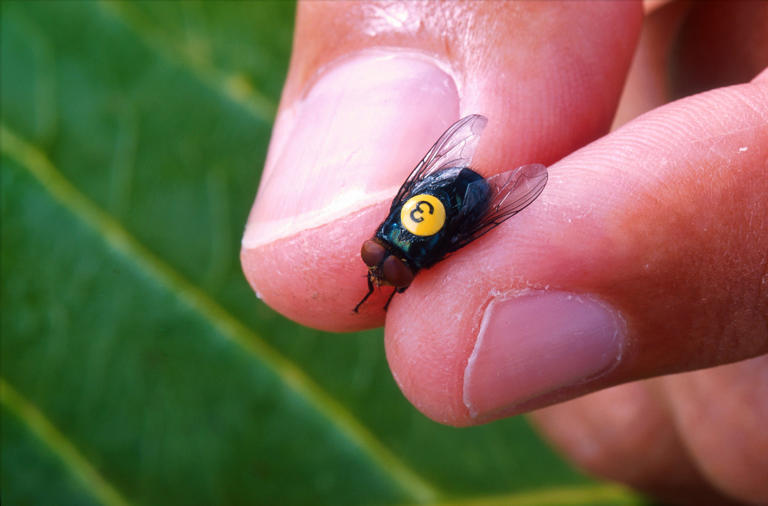 Once-eradicated flesh-eating parasite confirmed in US. Here's where