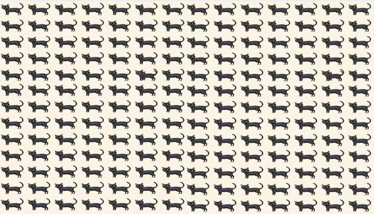 Visual skill challenge: Find two different cats in 23 seconds!