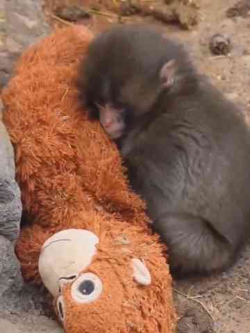 This little monkey wasn’t accepted by the others, so he carries a ...
