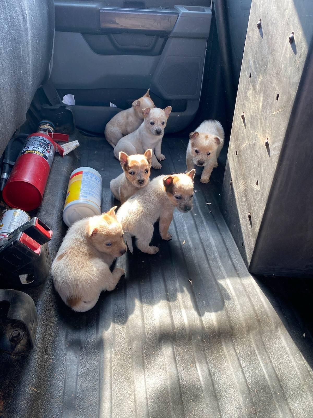 ‘We need you’: Giles County Animal Shelter pleading for fosters after ...