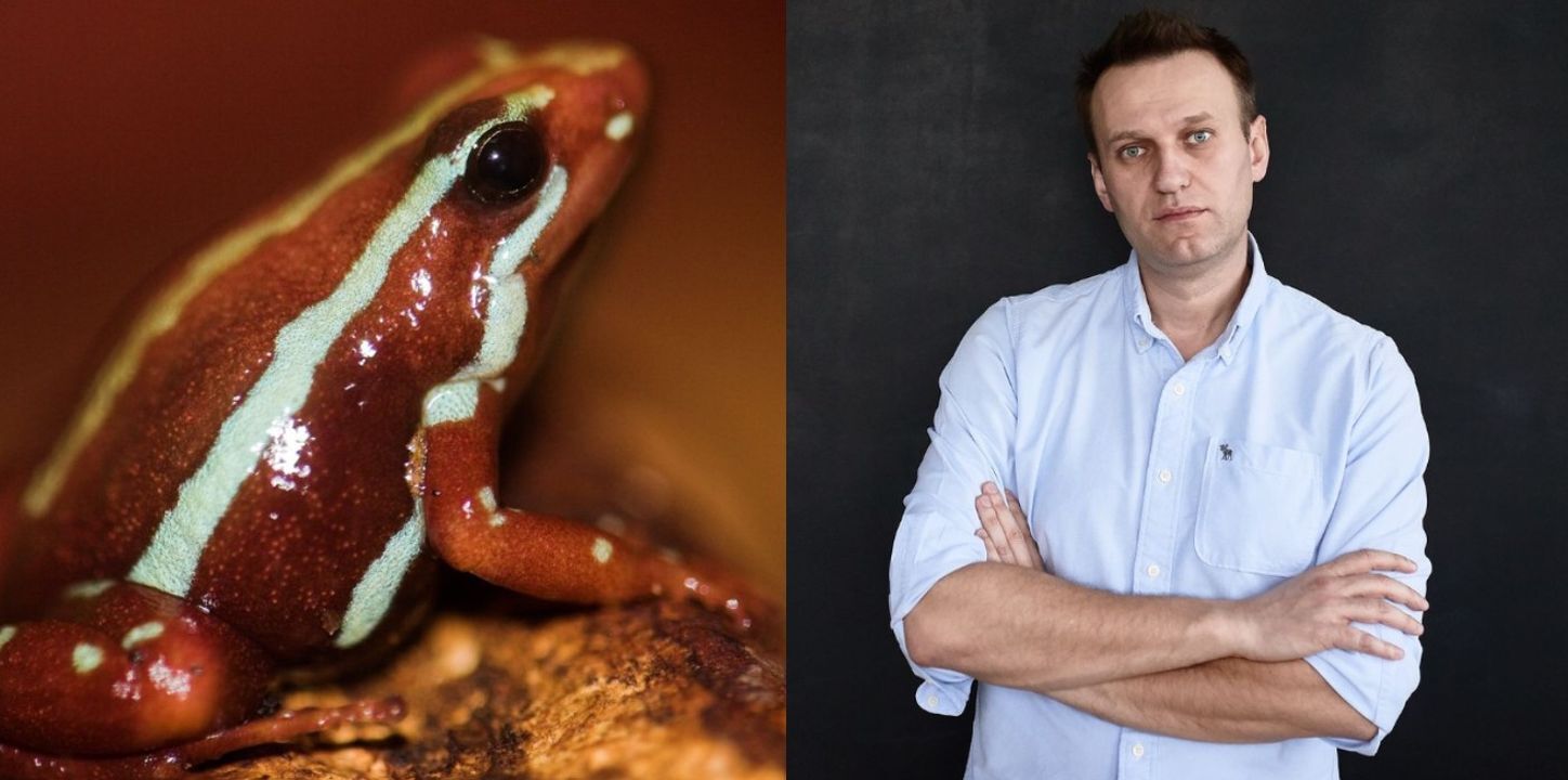 Russia: Alexei Navalny poisoned by a rare toxin?