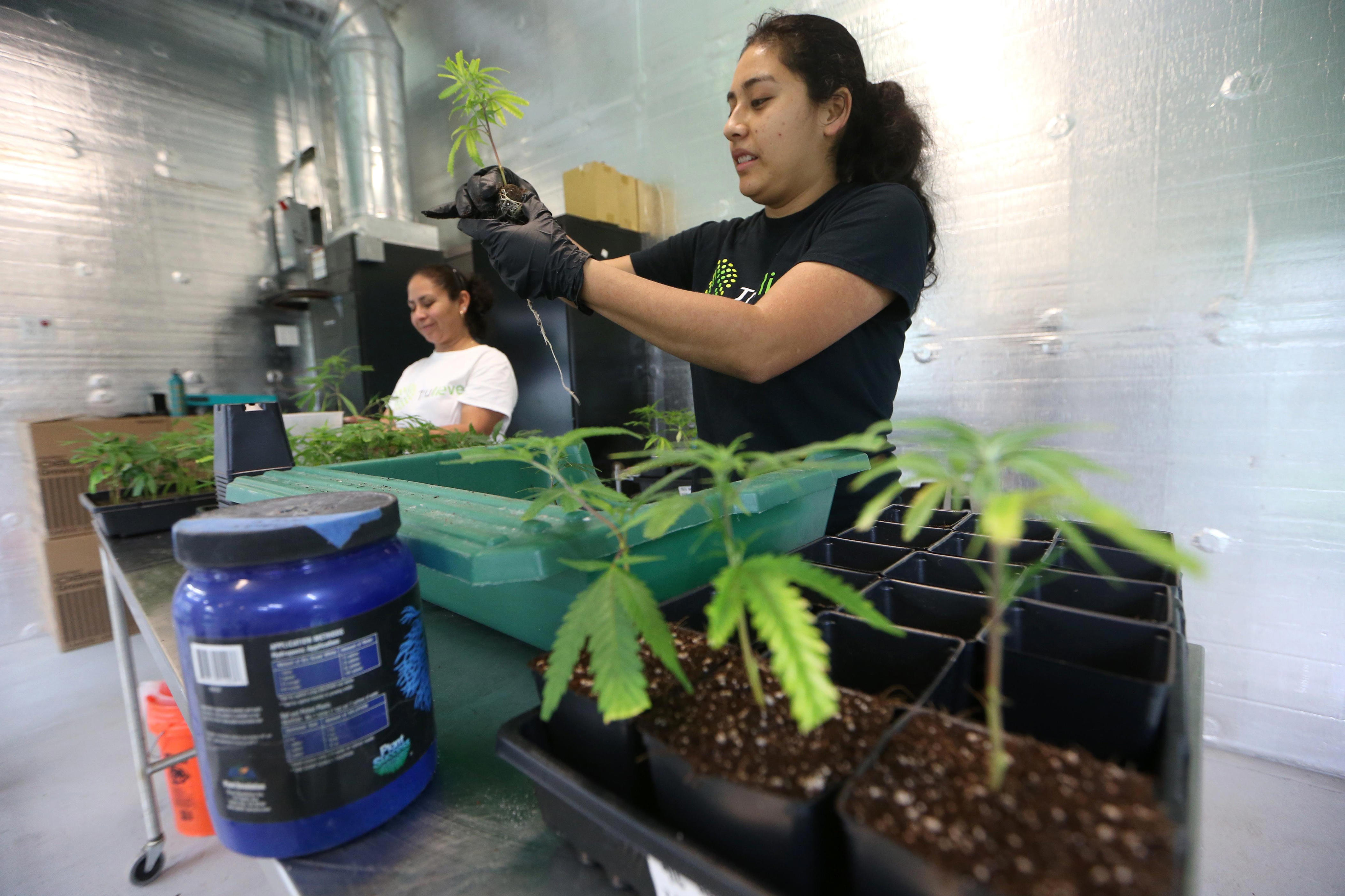 Florida Supreme Court asked to revive recreational pot push