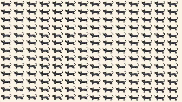 Visual skill challenge: Find two different cats in 23 seconds!
