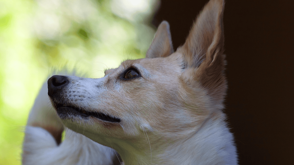 What to do if your dog falls alone for many hours: tricks to reduce stress