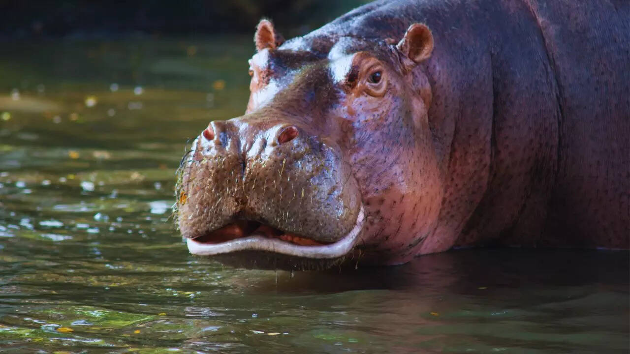 5 animals that thrive on both land and water, and where to spot them